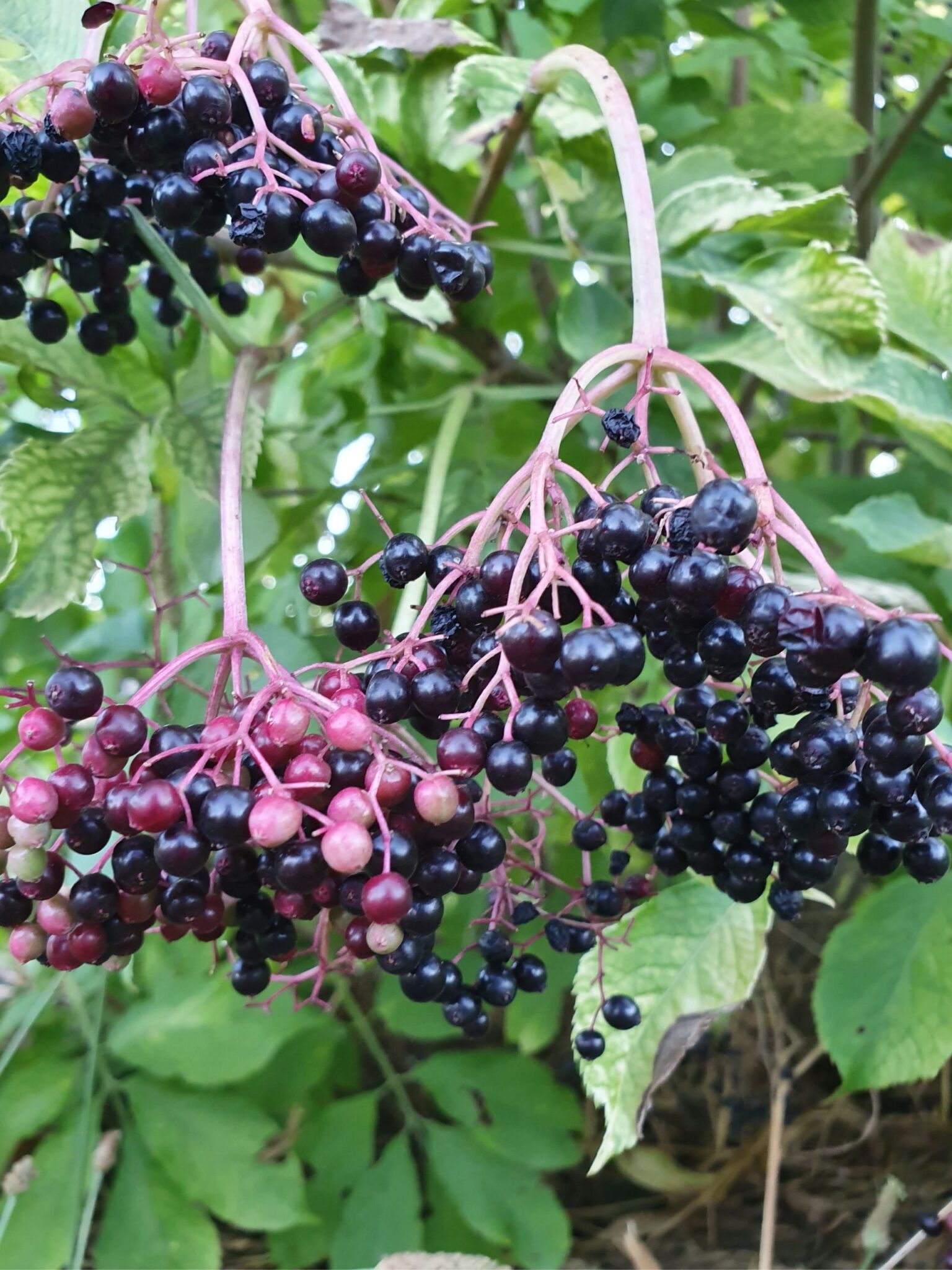 Home - Elderglen | Natural Elderberry Products